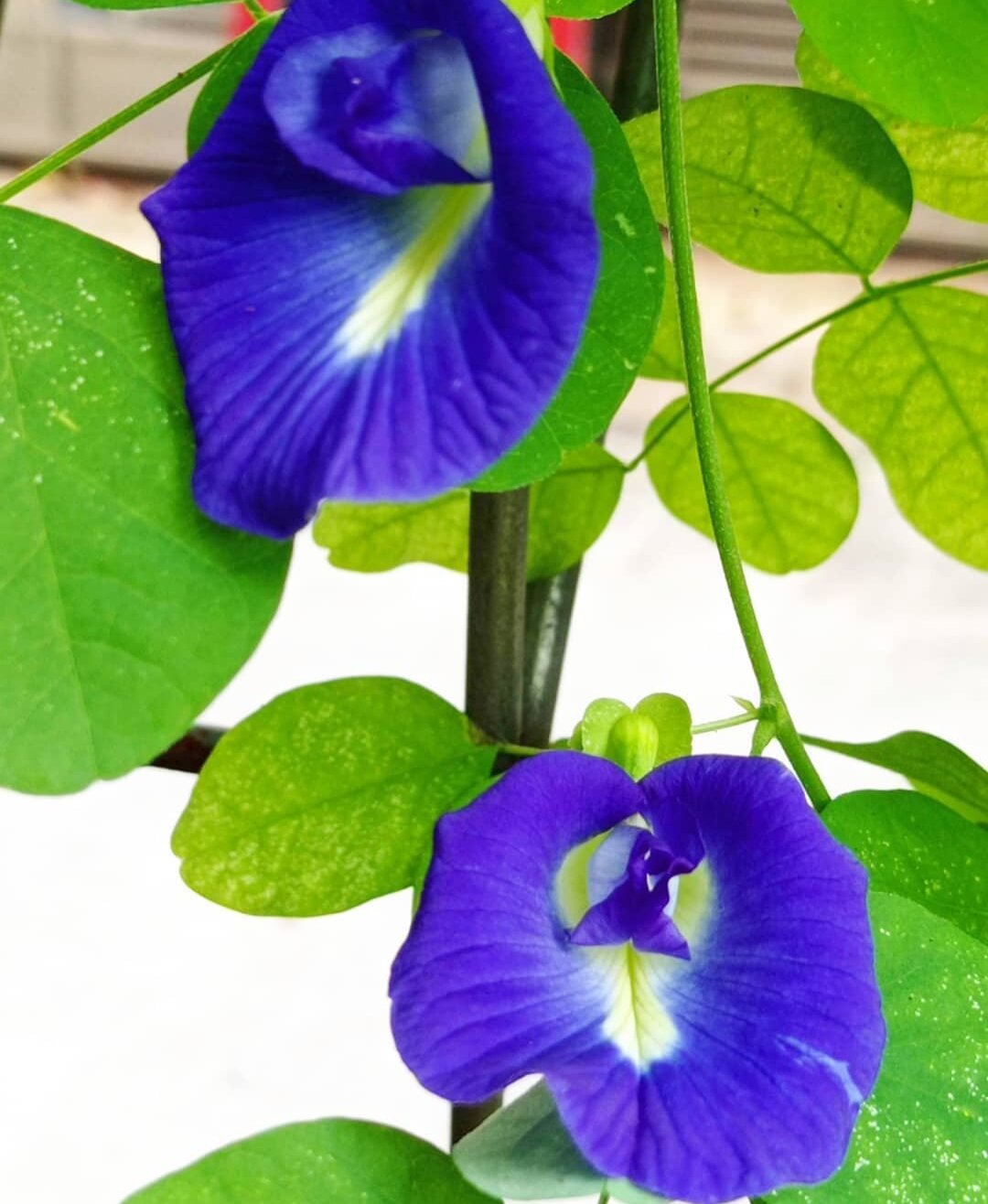 Bunga Telang Tumbuhan Herbal | Lazada Indonesia