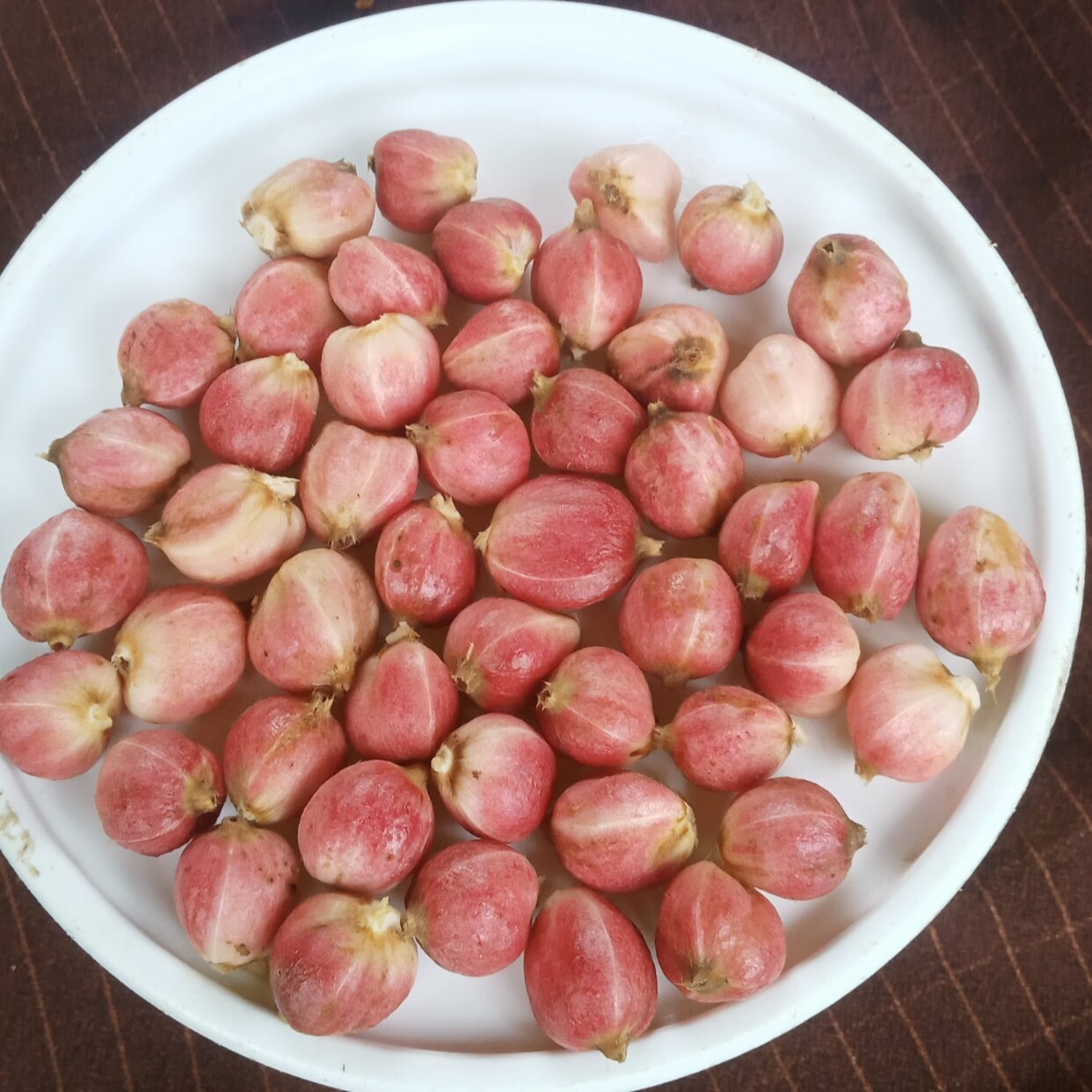 kapol/kapolaga ASLI segar fresh baru panen dari kebun langsung 55 biji ...