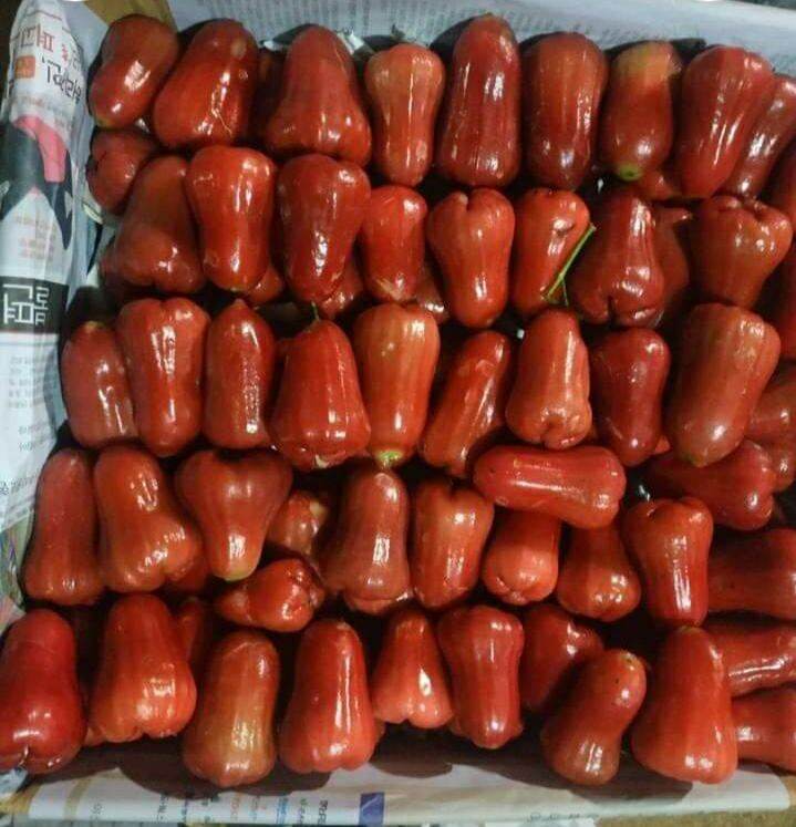 JAMBU CITRA DEMAK ISI 1KG DIJAMIN MASIH SEGAR & FRESH | Lazada Indonesia