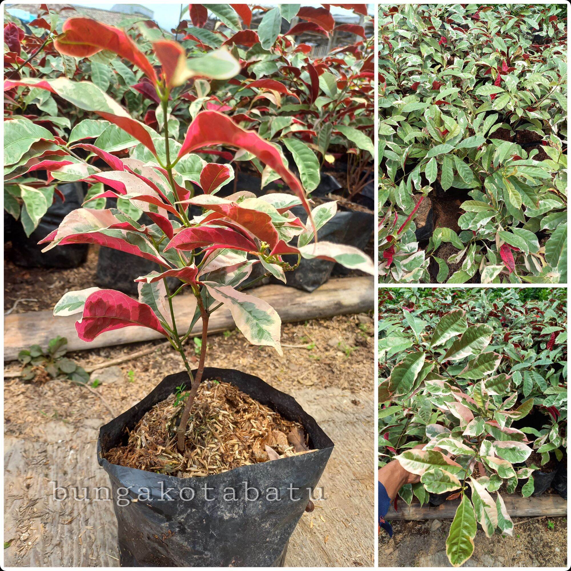 Tanaman Hias Daun Sambang Darah | Lazada Indonesia
