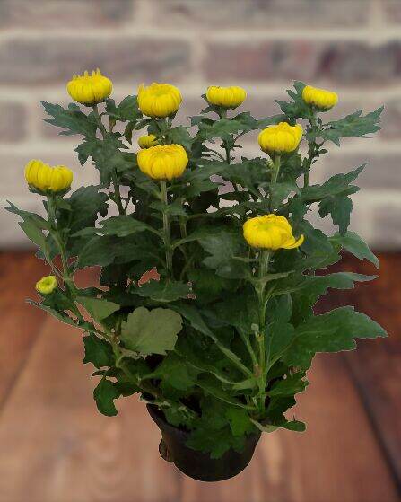 5 POHON TANAMAN BUNGA KRISAN ASTER WARNA KUNING | Lazada Indonesia