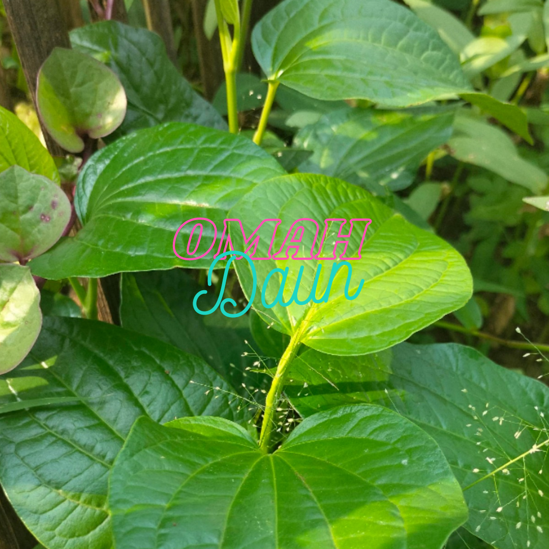 Daun Sereh Cina Daun Ketumpang Segar Petik Saat Order Fresh di Omah ...