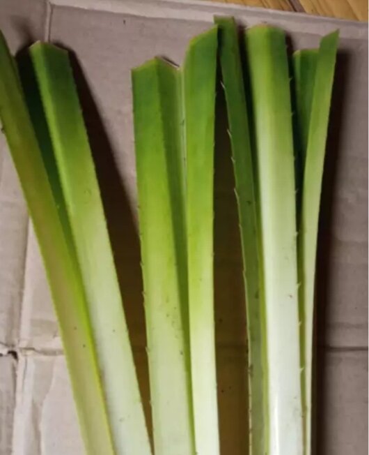 Daun pandan Duri 500Grm | Lazada Indonesia