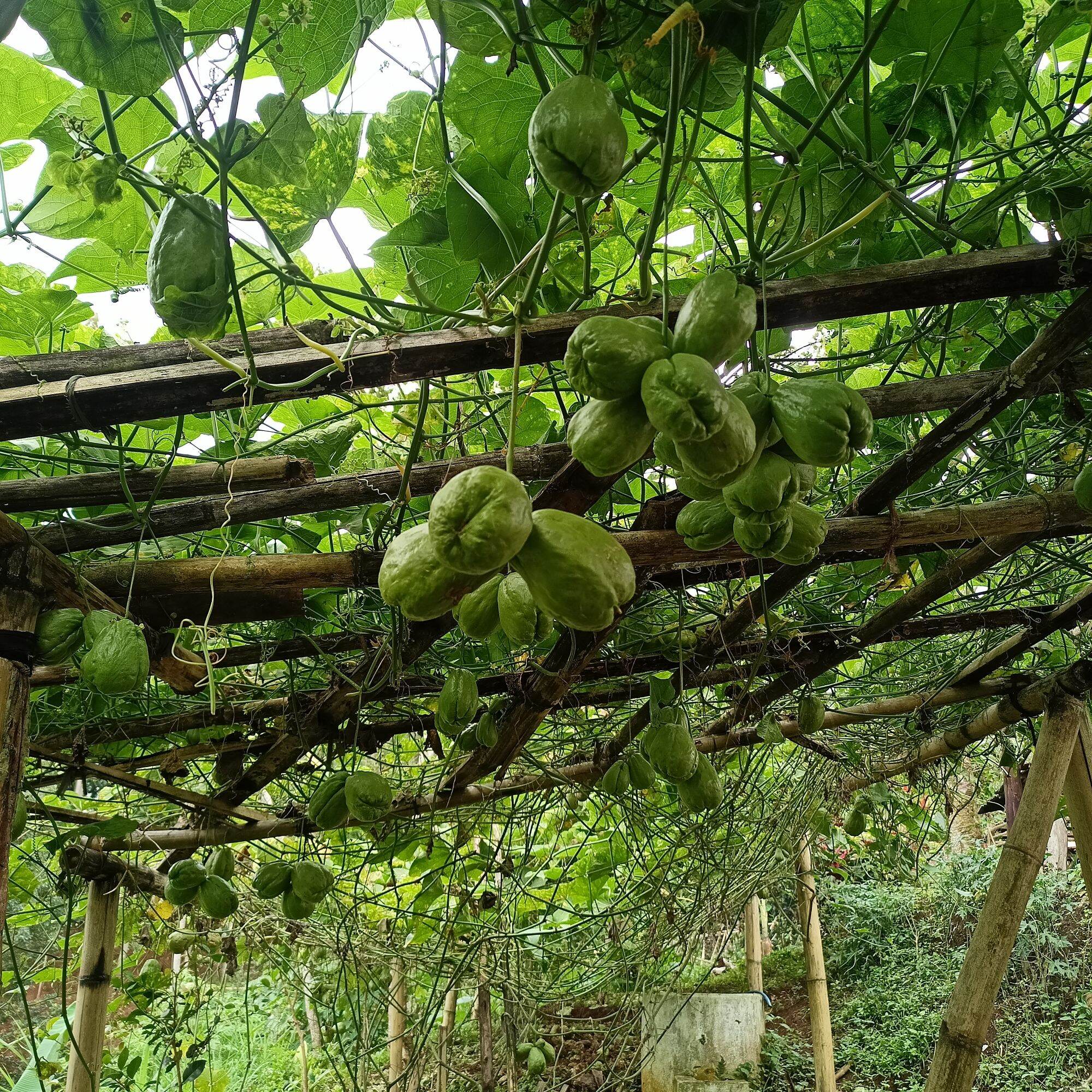 BIBIT LABU SIAM ANGGUR / LABU JEPANG / LABU PEKON / GAMBAS JENIS ANGGUR ...