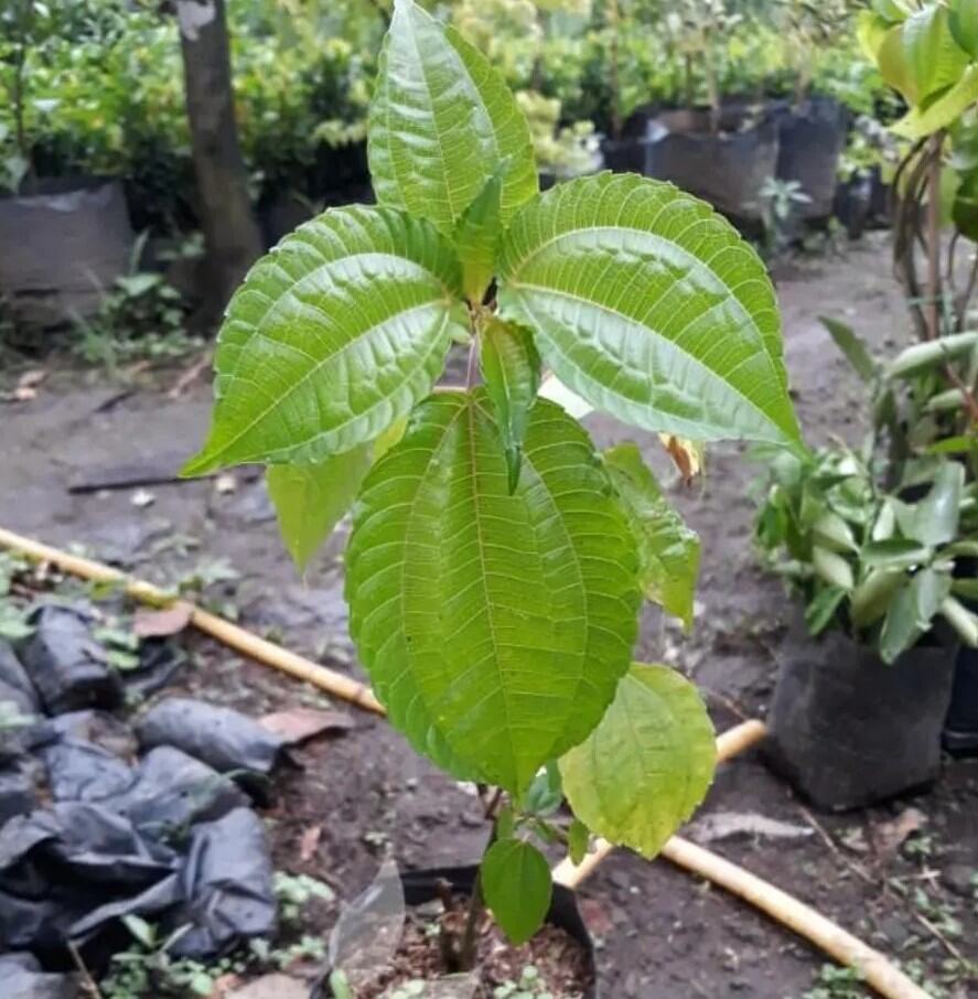 Bibit daun pohpohan /pohon pohpohan /lalapan pohpohan | Lazada Indonesia