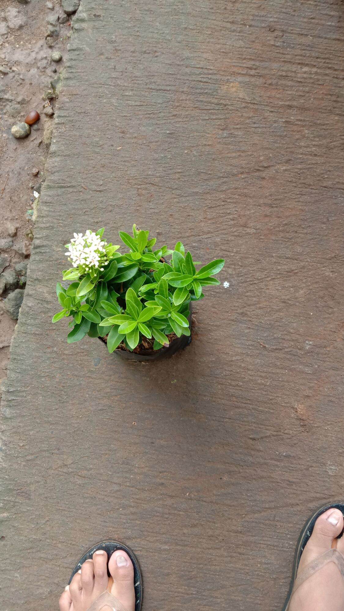 Bibit Bunga Asokal Warna Putih Bunga Asoka Putih berbunga Kembang Soka ...