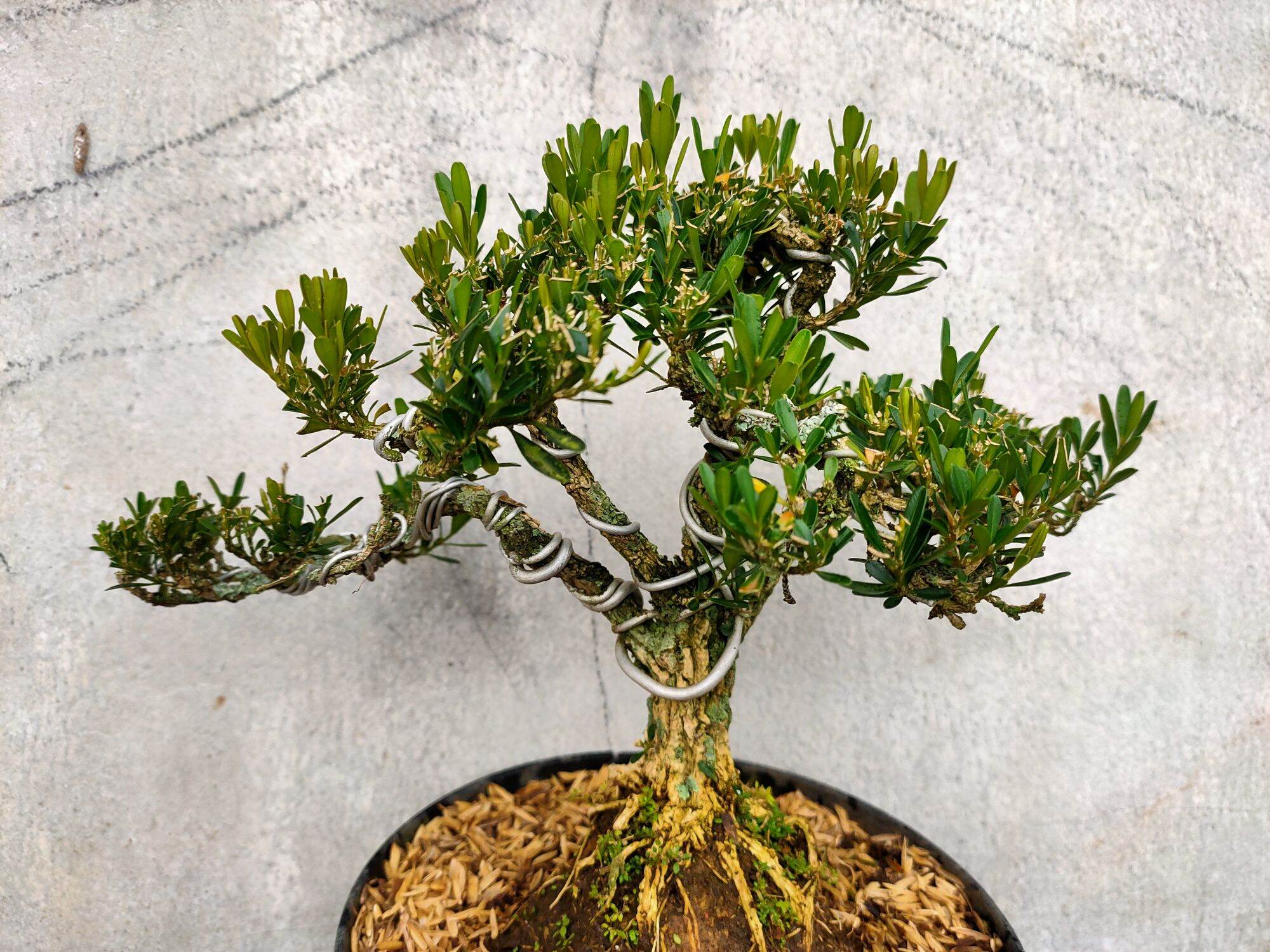 Bonsai Boxus Sudah jadi Tinggal pajang | Lazada Indonesia