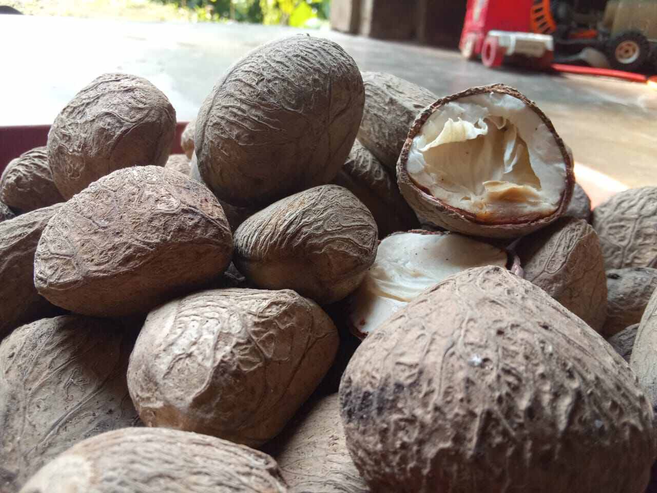 Buah picung mentah segar 1 kg | Lazada Indonesia