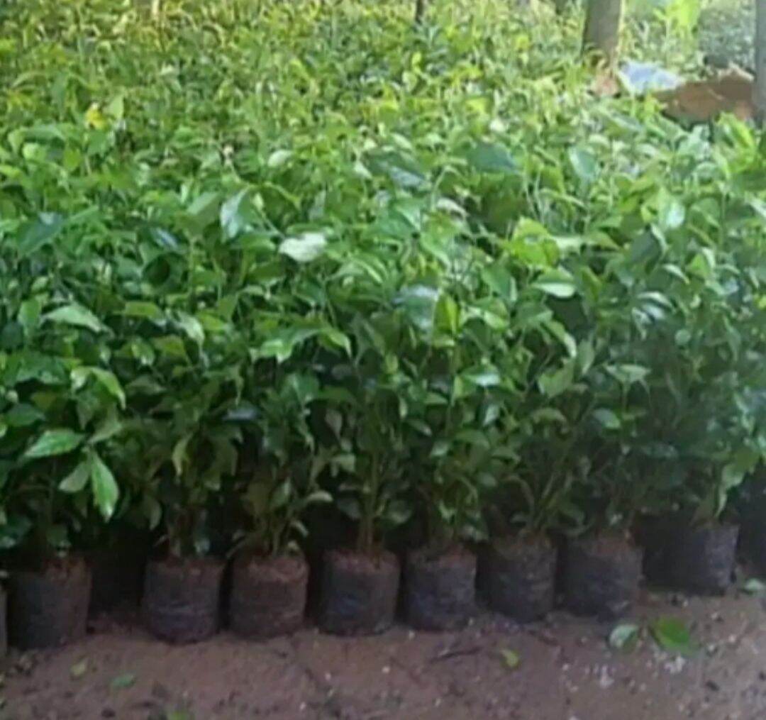 tanaman hias pangkas teh tehan pagar rumah | Lazada Indonesia