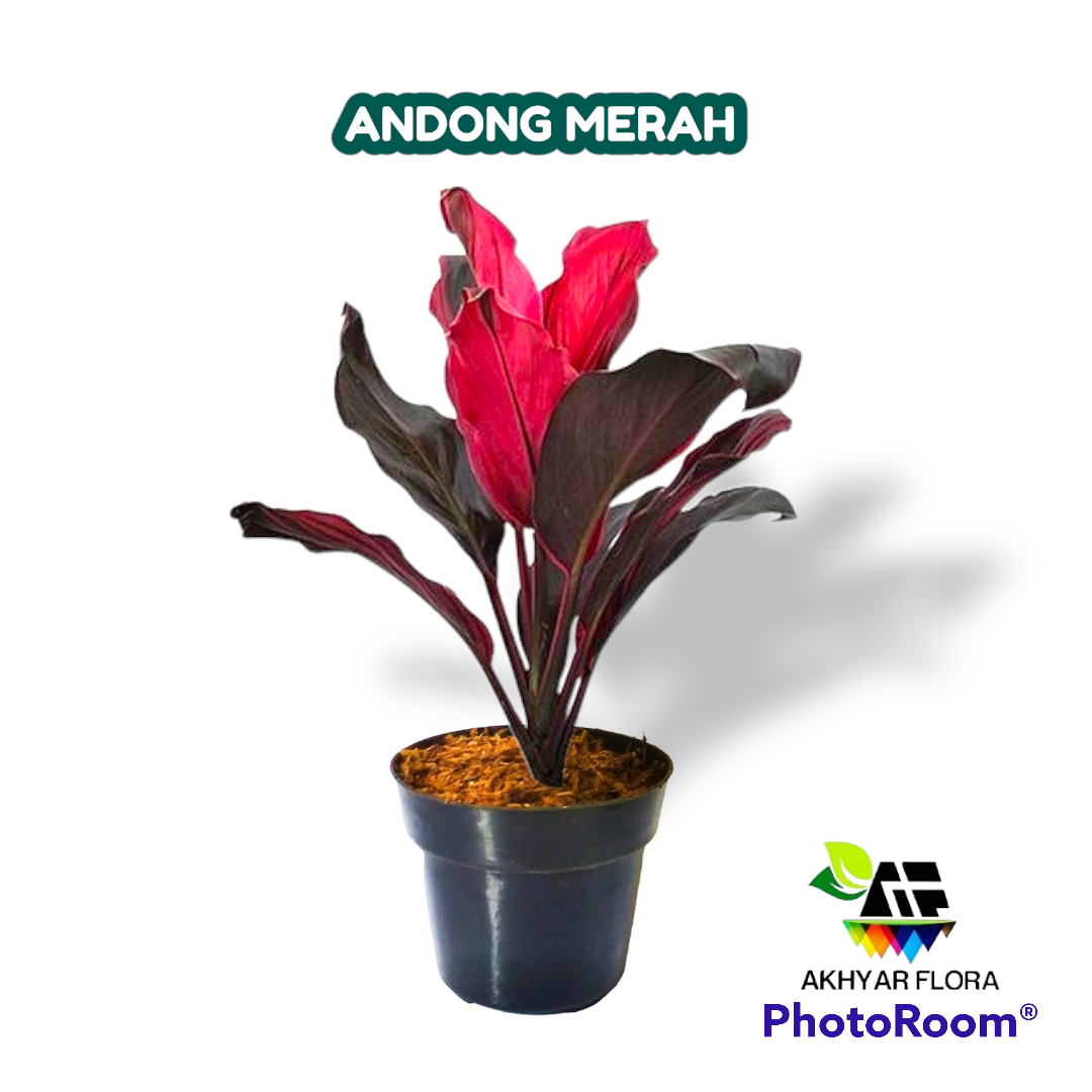 Andong Merah Tanaman Hias Tanaman Herbal Hanjuang Merah | Lazada Indonesia Andong Merah Tanaman Hias Tanaman Herbal Hanjuang Merah | Lazada Indonesia