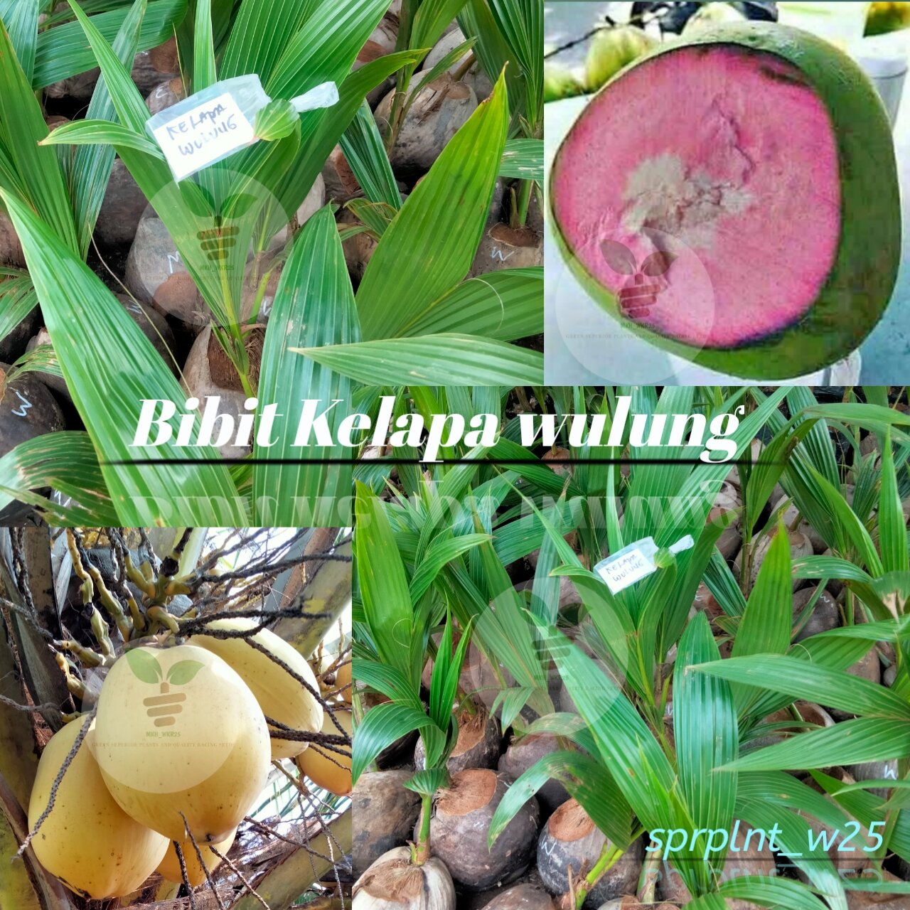 bibit kelapa wulung ping pohon kelapa wulung pink super genjah | Lazada ...