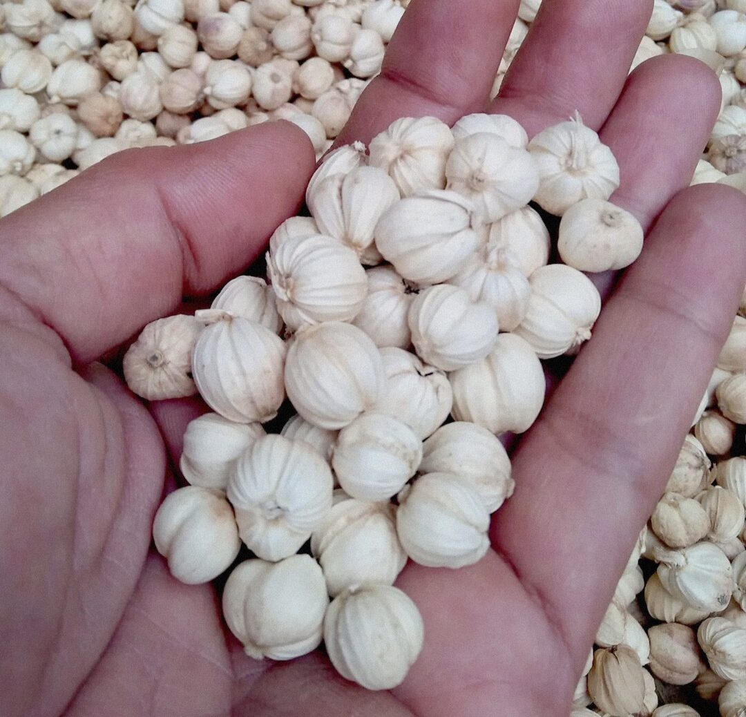 Kapulaga Jawa Kapulaga Putih 500 Gram | Lazada Indonesia