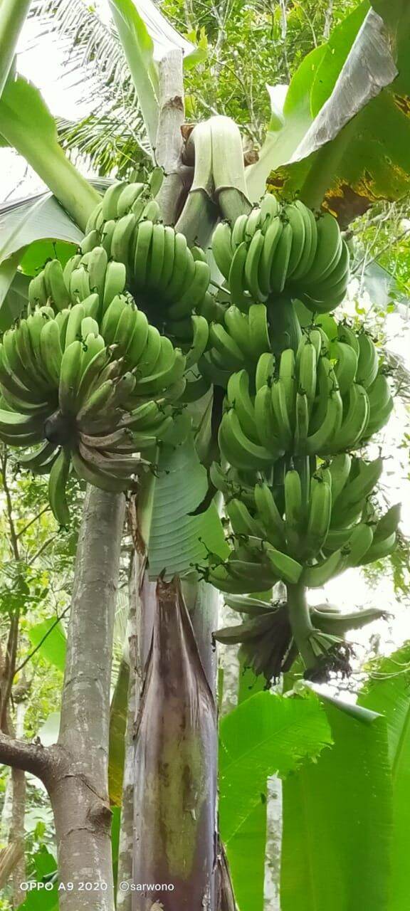 PISANG DUA TANDAN | Lazada Indonesia