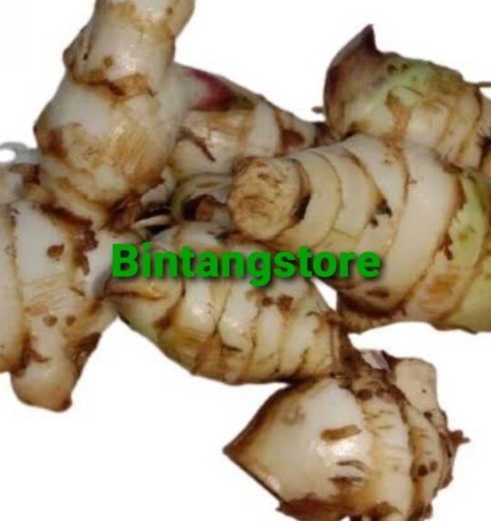 Umbi ganyong putih 1 kg fresh | Lazada Indonesia