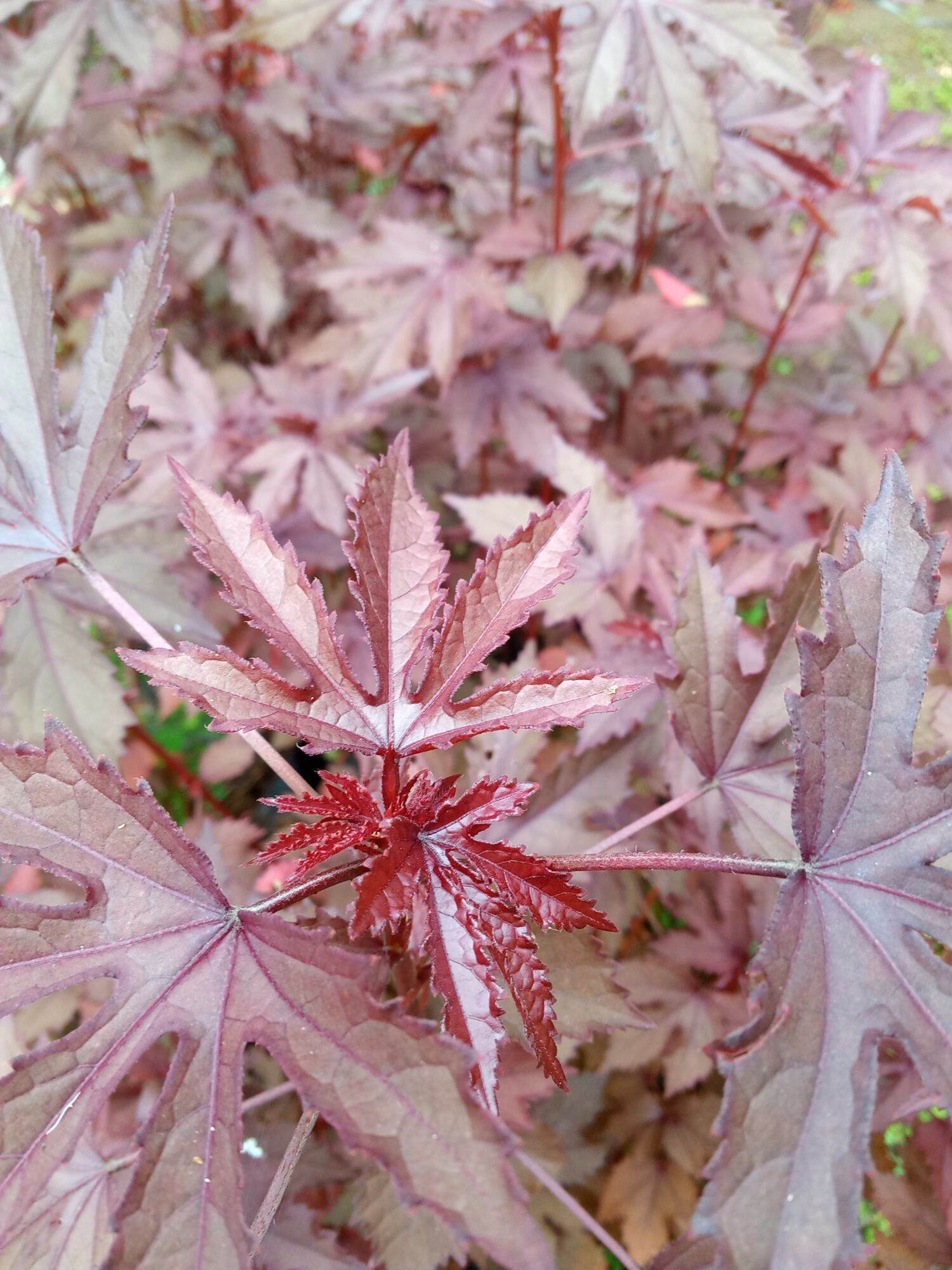 bibit red panama/maple jawa | Lazada Indonesia