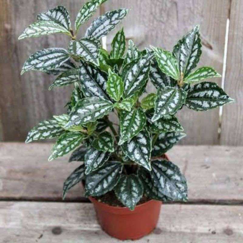 ( BISA COD ) Tanaman Hias Pilea Mutiara Daun Mutiara / Tanaman Hidup ...