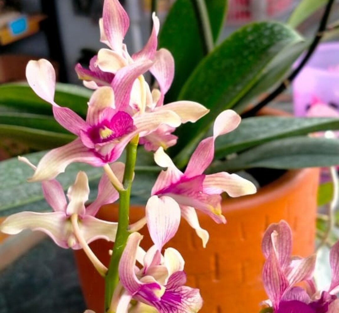 Anggrek dendrobium id stripe purple raina | Lazada Indonesia