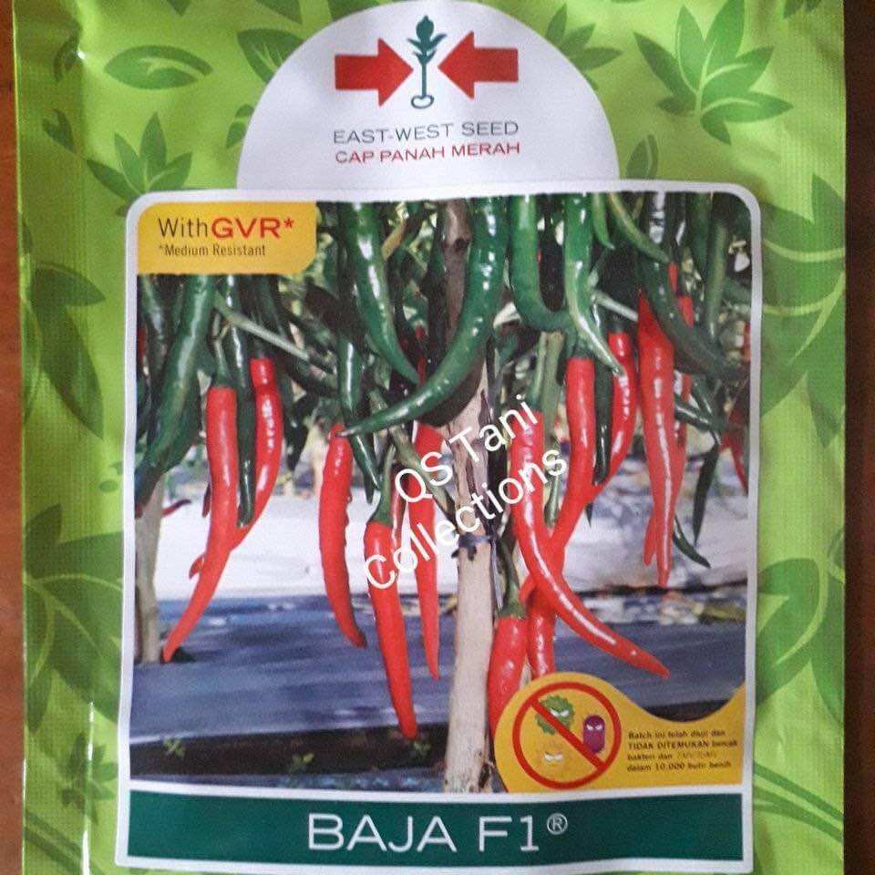 Benih bibit cabe merah besar Baja F1 1500 butir | Lazada Indonesia