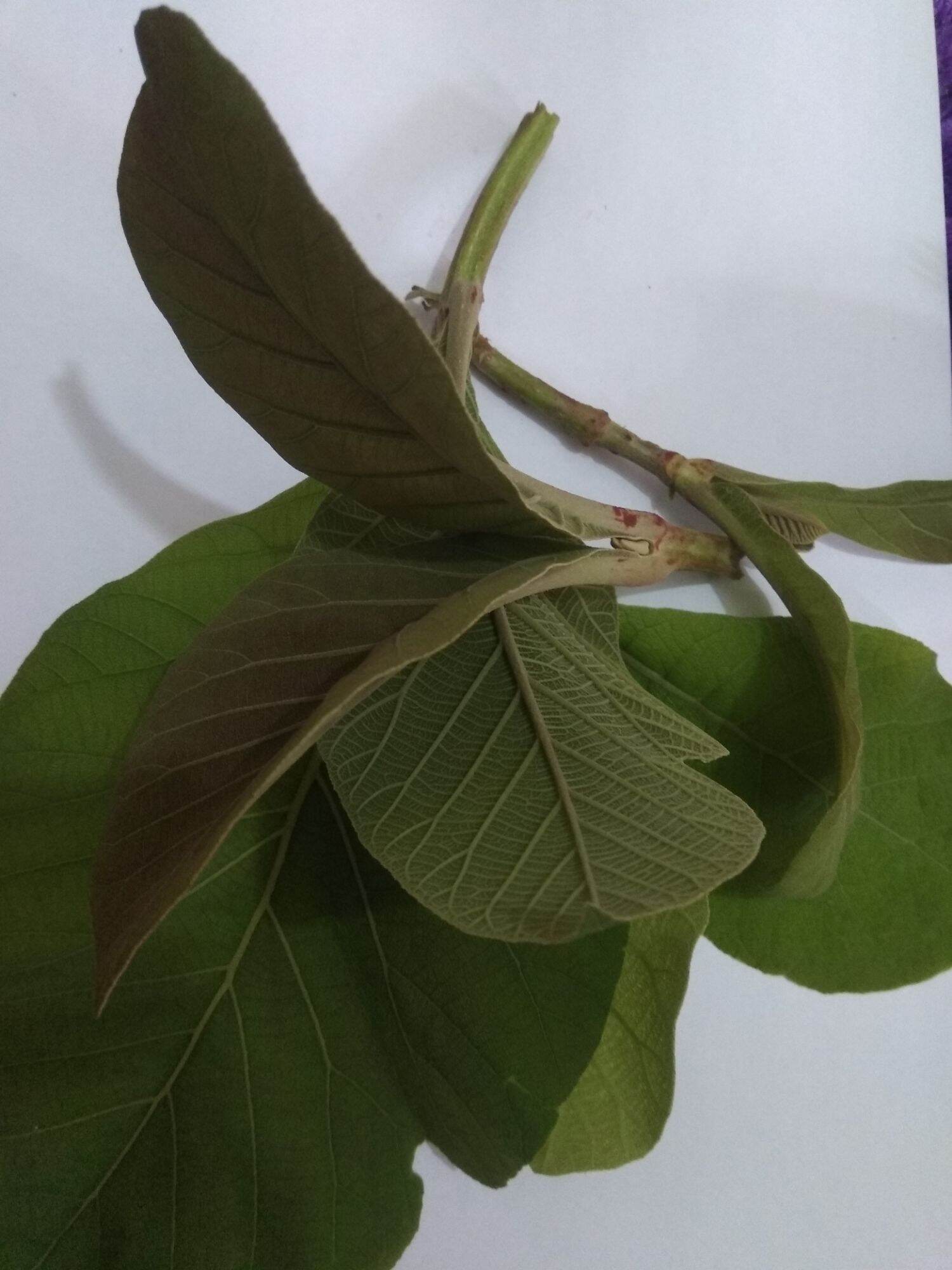 daun jati muda segar gudeg Jogja 500 gram | Lazada Indonesia