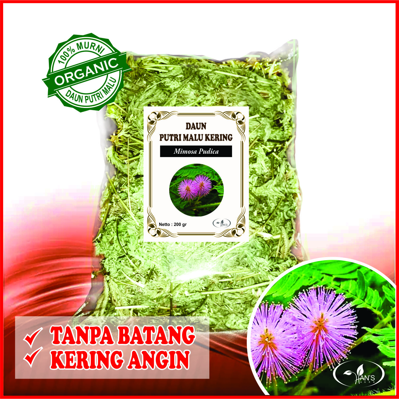 Daun PUTRI MALU KERING / Mimosa pudica. Organic/Natural/Herbal untuk ...