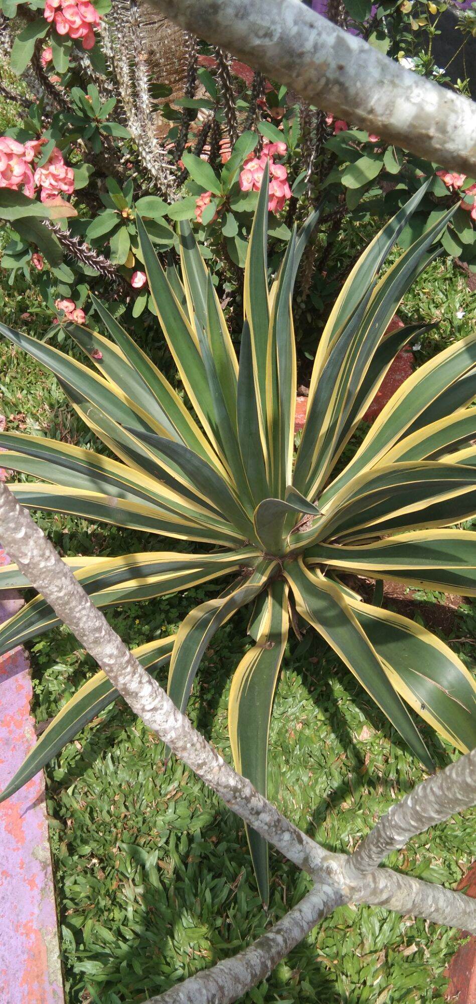 agave king | Lazada Indonesia