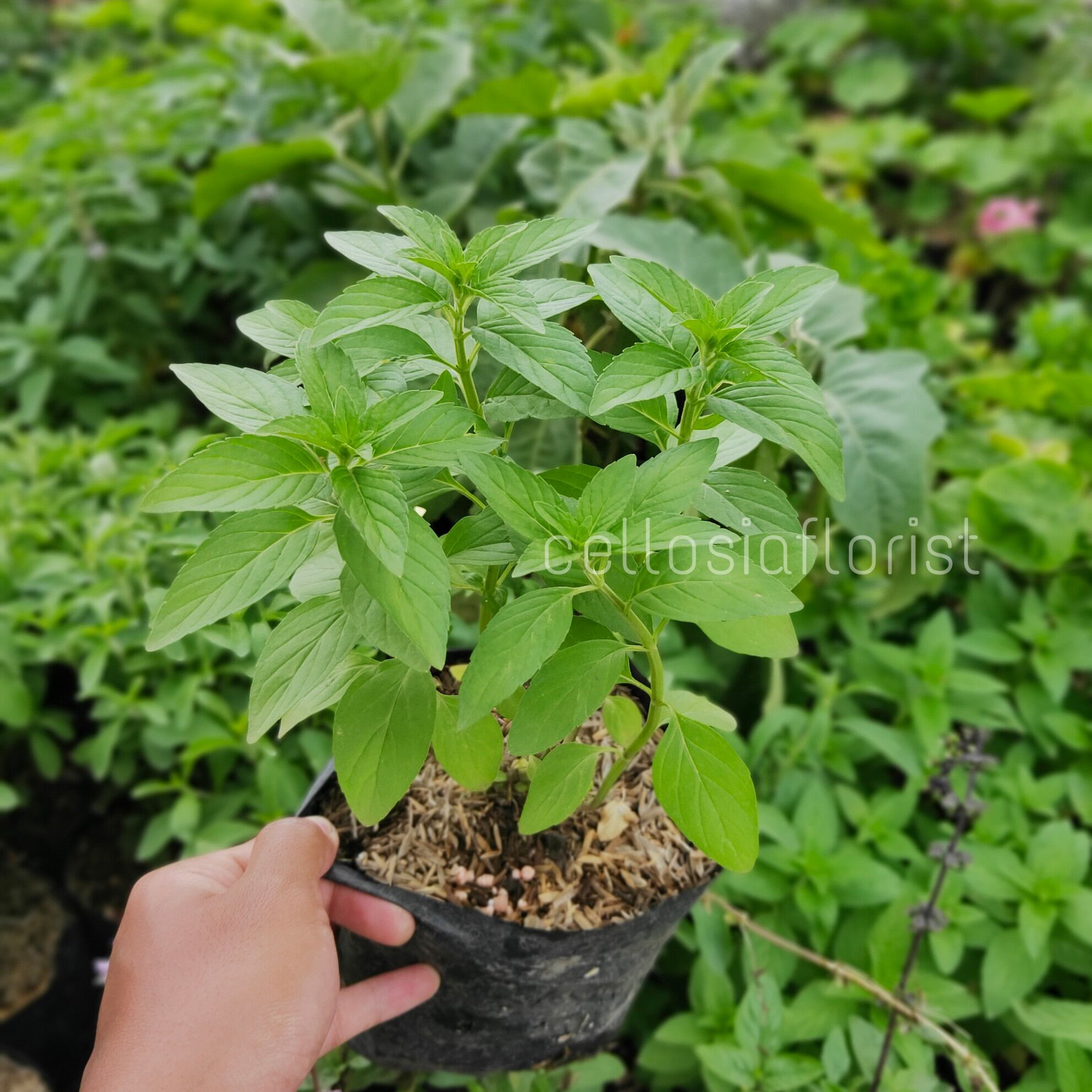 Tanaman Herbal Toga Daun Peppermint | Lazada Indonesia