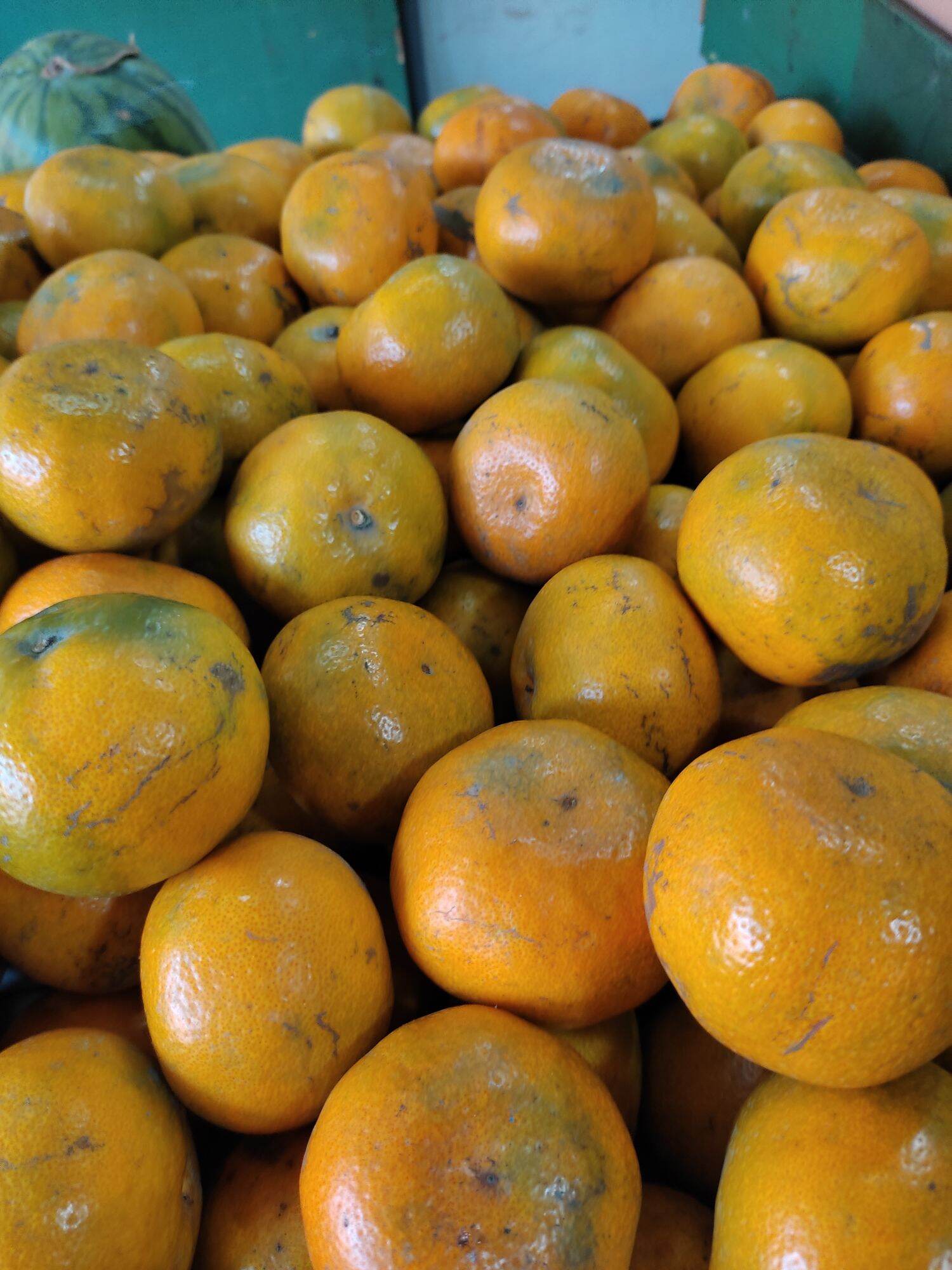 jeruk medan brastagi sedang 1kg | Lazada Indonesia