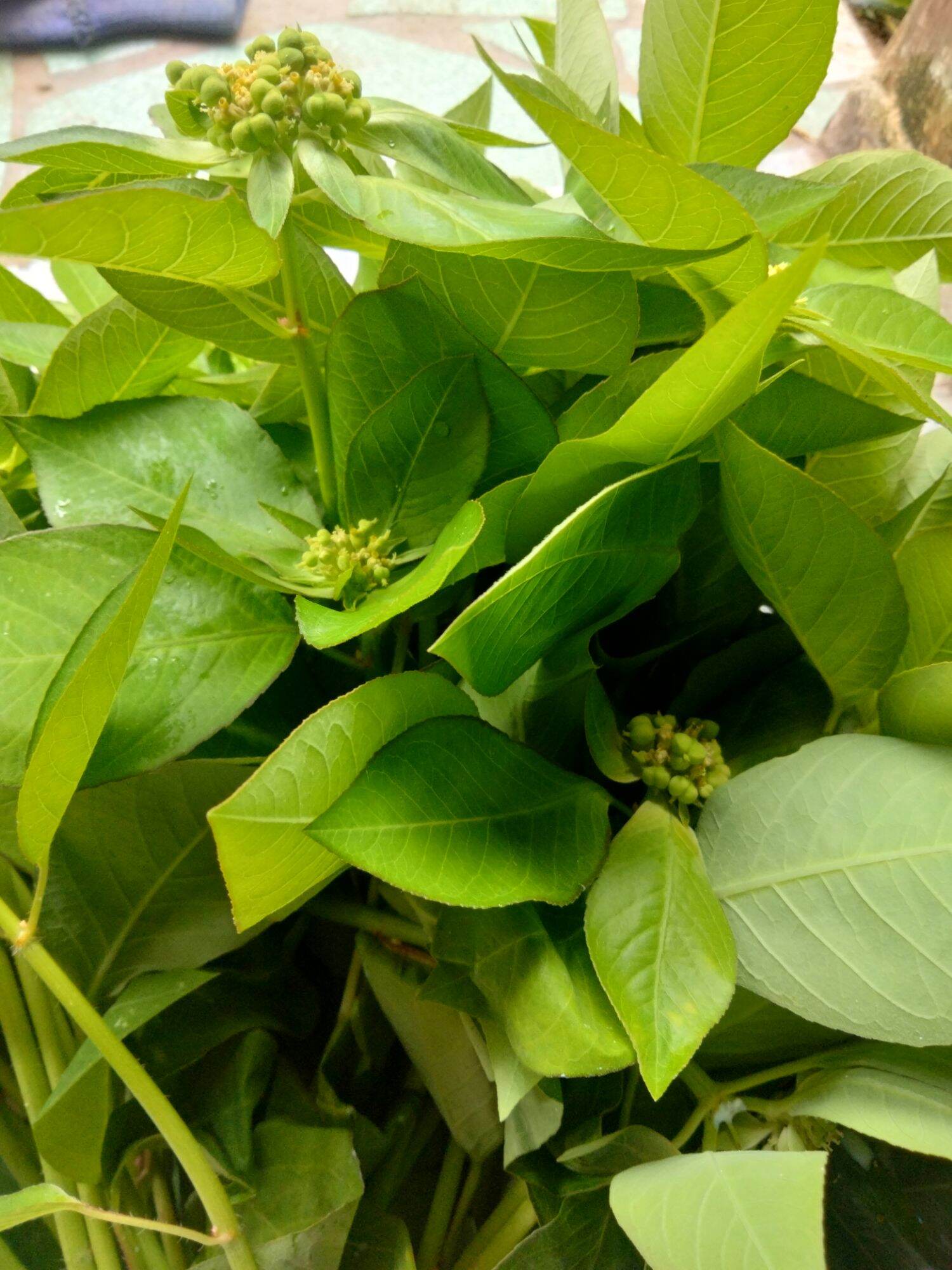 daun Sena segar berat 500 gram | Lazada Indonesia