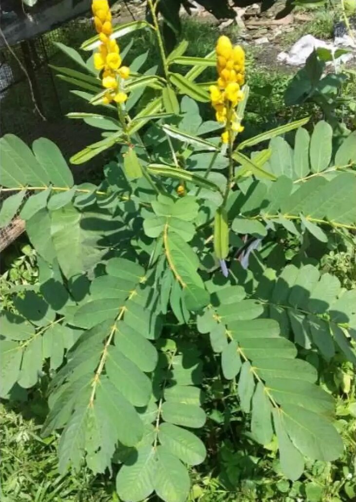 daun katapang cina atau kimanila pres 250g | Lazada Indonesia