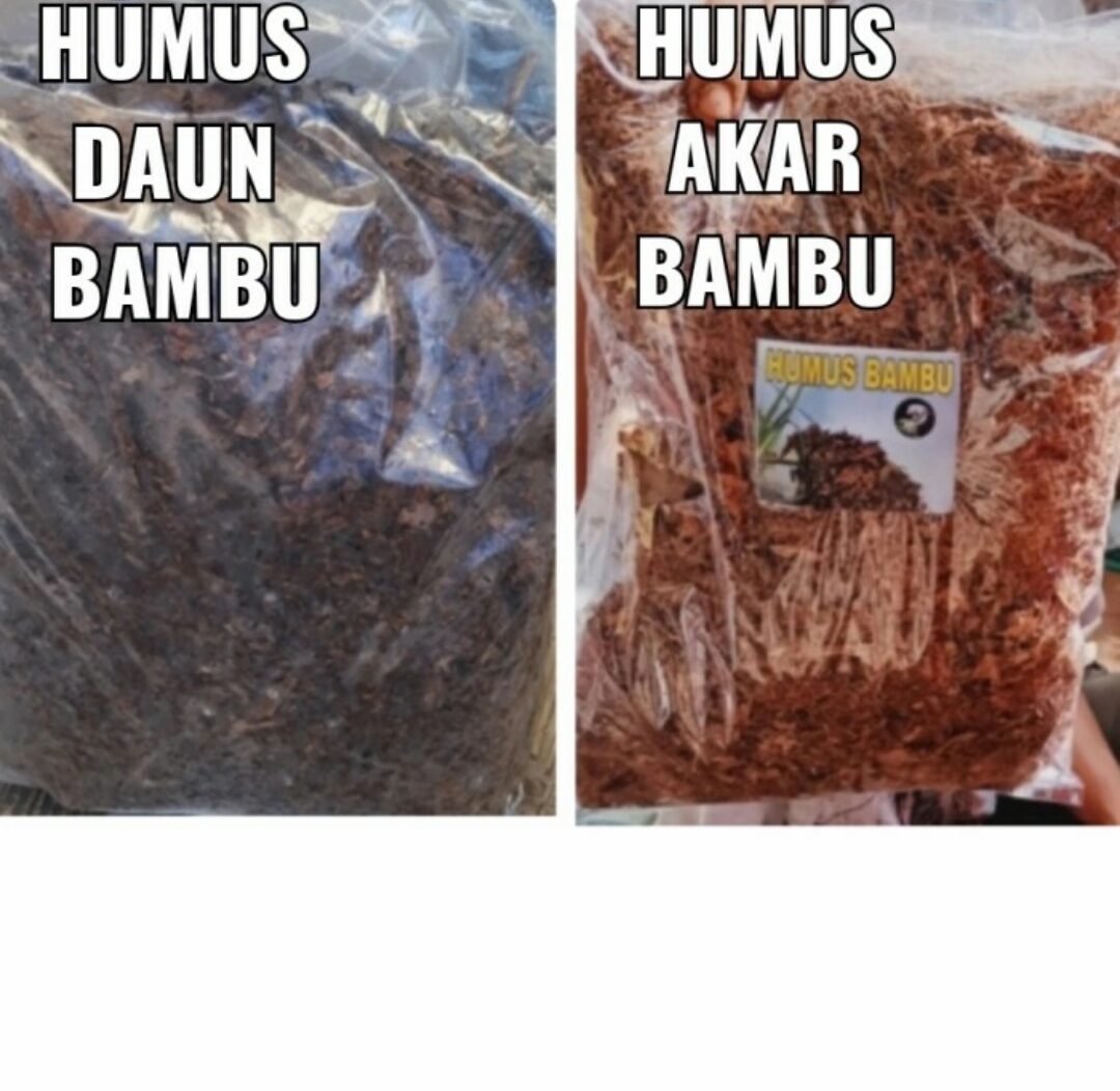 Humus bambu media tanam daun bambu, kompos organik humus akar | Lazada ...