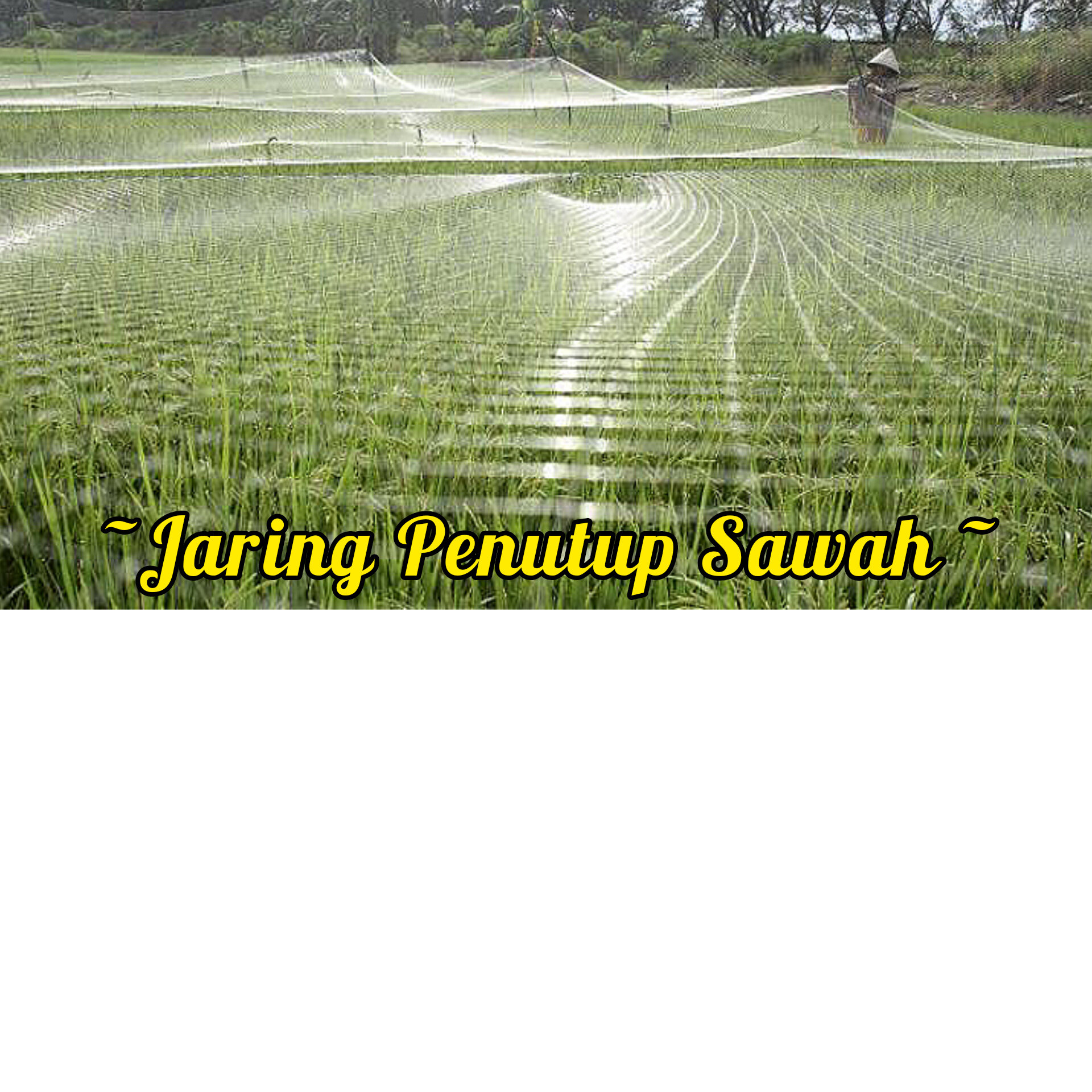 JARING PENUTUP PADI (2,5 X 90) / JARING SAWAH / JARING PADI / JARING ...