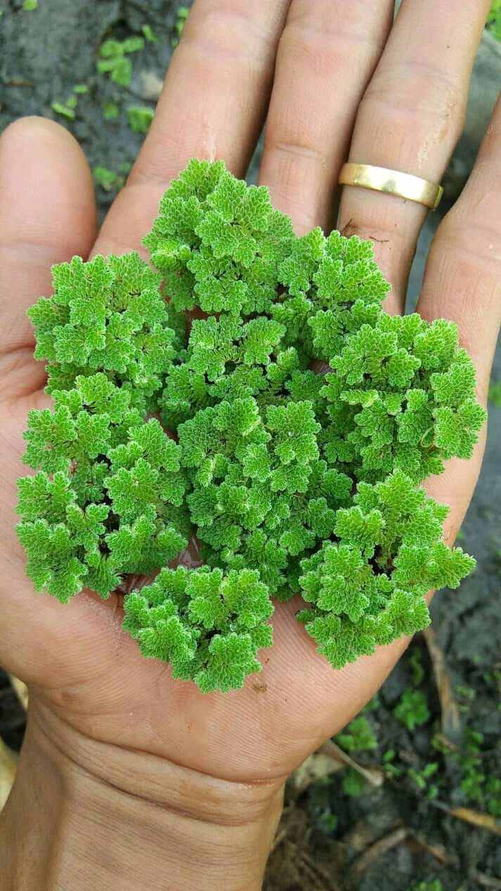 TANAMAN AIR AZOLLA PINNATA 300 GRAM-AZOLLA-TANAMAN PAKU AIR-TANAMAN ...