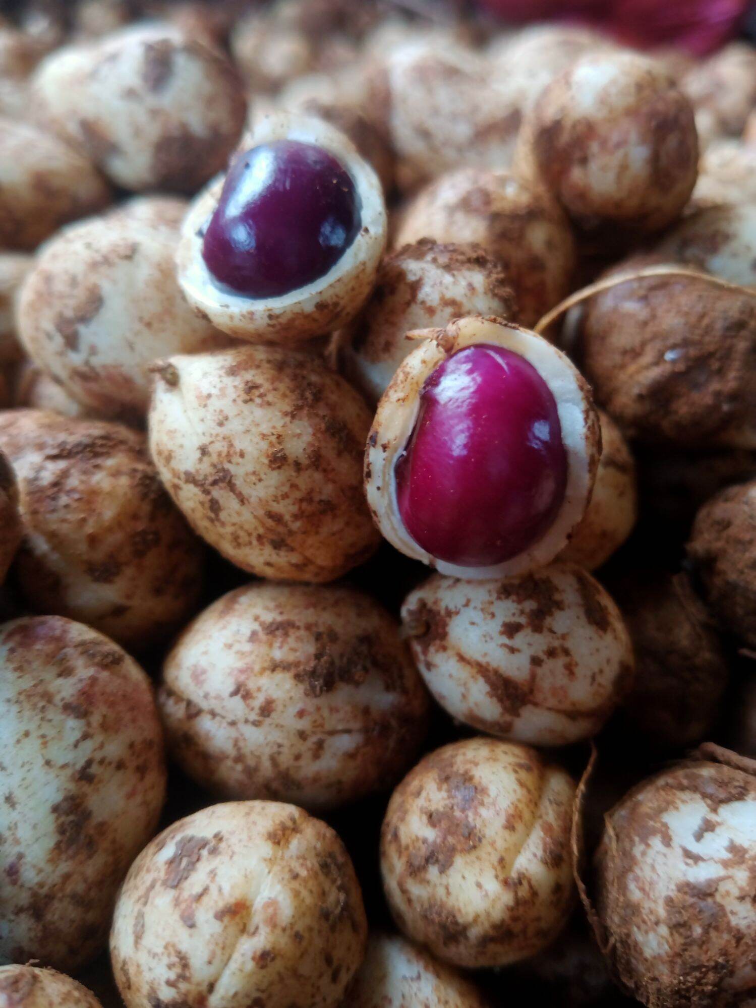 kacang kapri / kacang tunggal /kacang merah 1kg | Lazada Indonesia