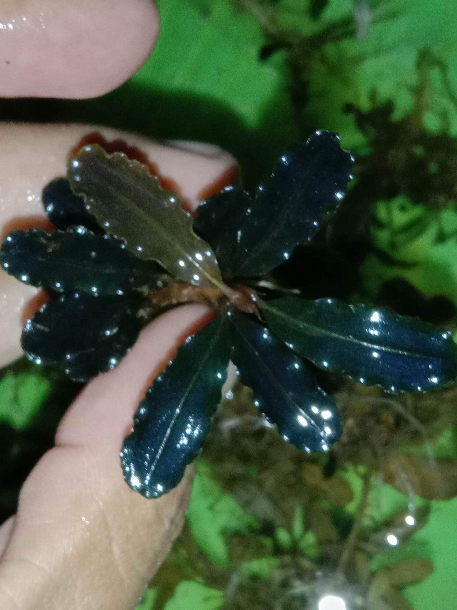 Bucephalandra Black Widow | Lazada Indonesia