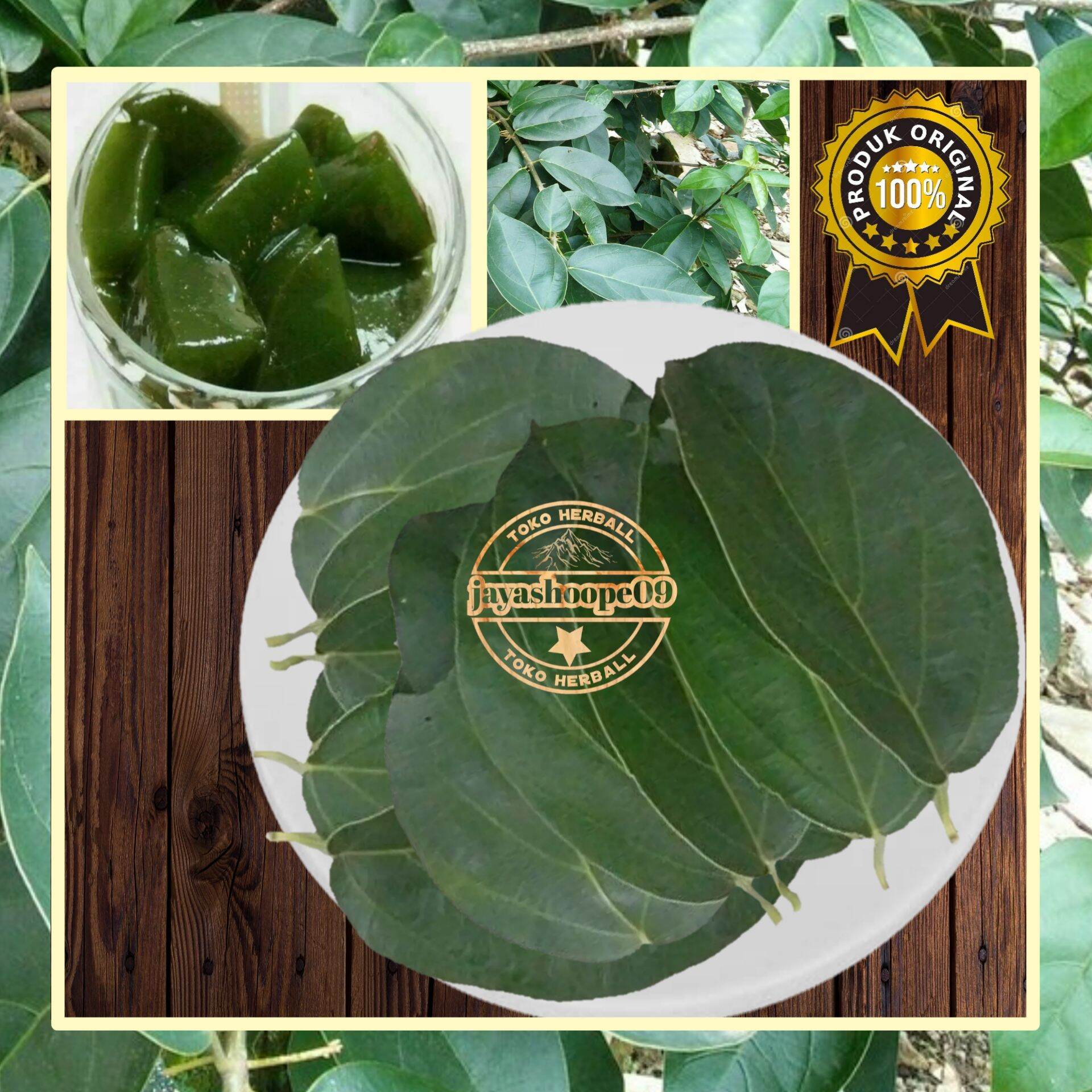 daun cincau hijau per 120.lembar / bonus 1 bibit setek pohon cincau ...
