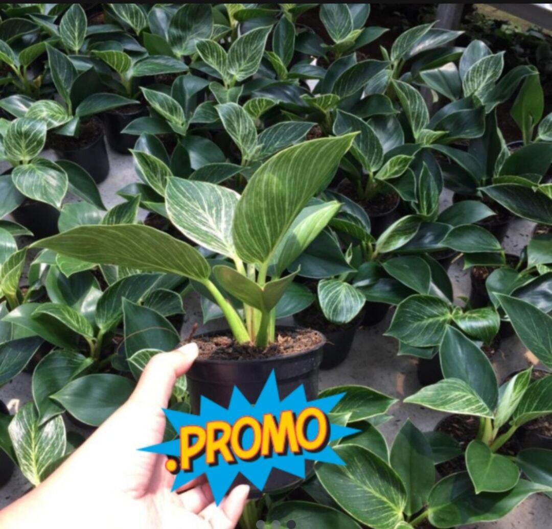 Philodendron birkin remaja / Tanaman Philo Birkin | Lazada Indonesia