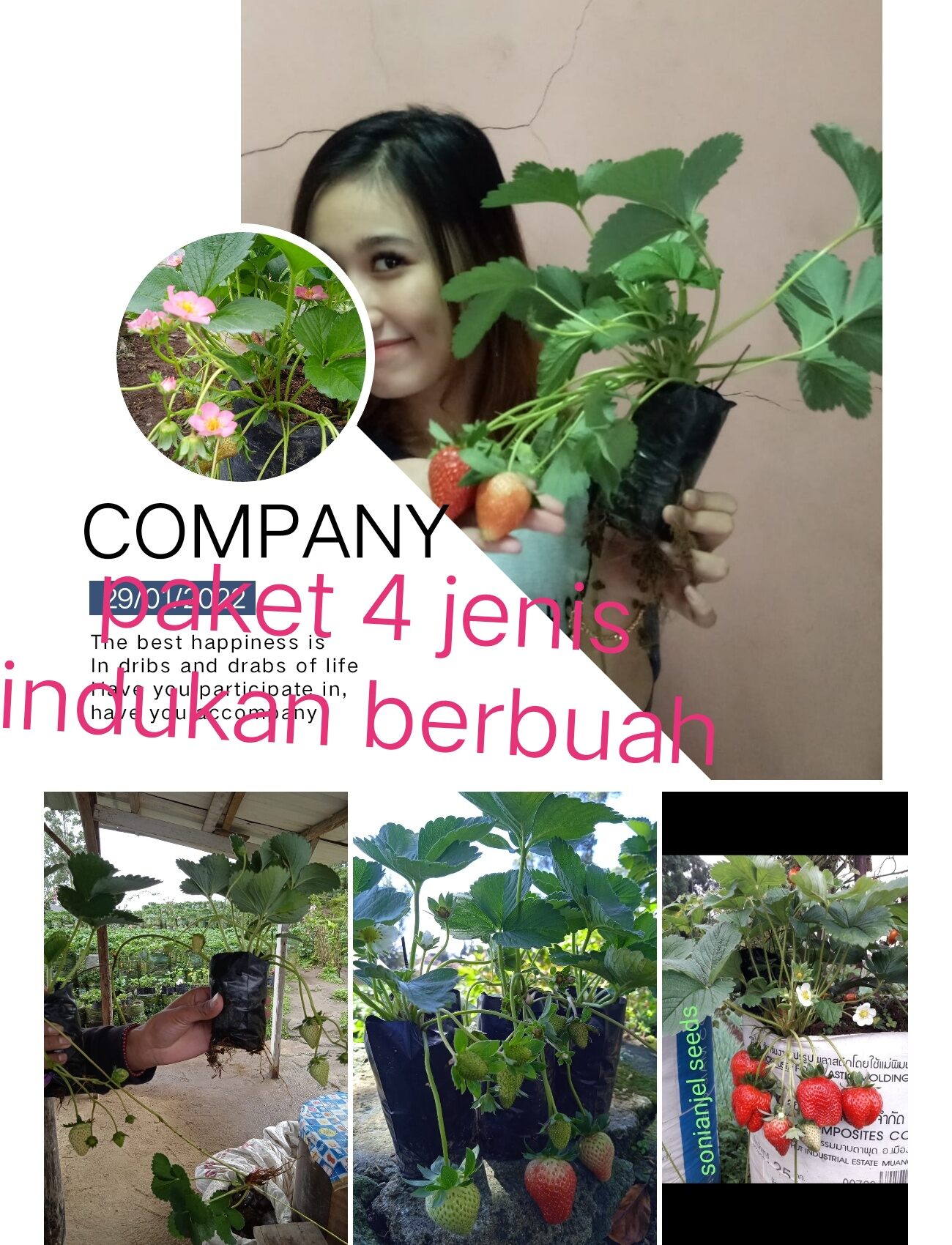 Paket 4 Jenis Strawberry indukan Berbuah | Lazada Indonesia