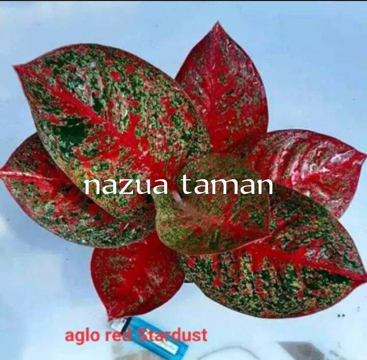 nazua taman Toko resmi di Indonesia, Online Shop 04 2025