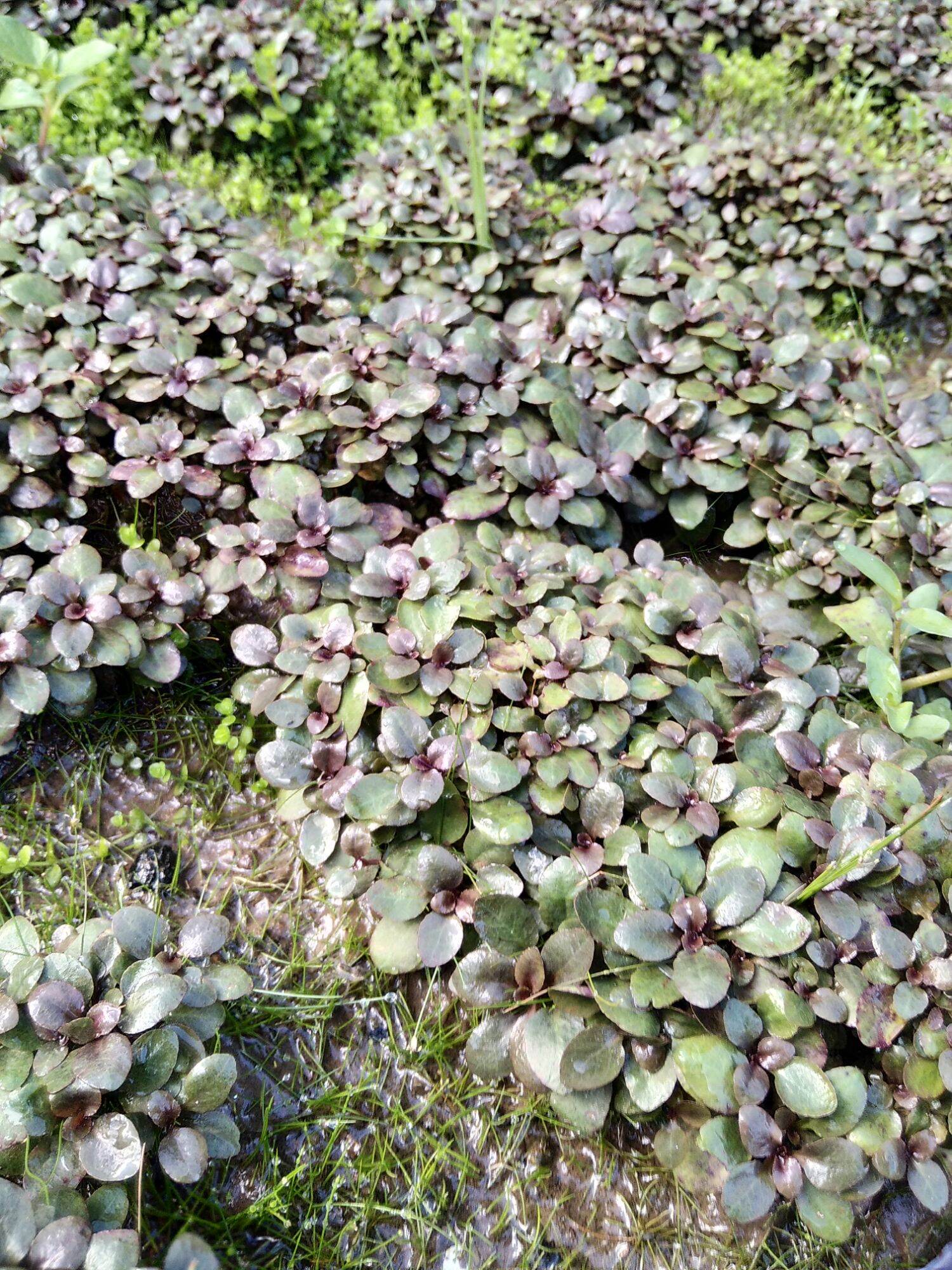 tanaman aquascape lobelia cardinalis cardinal | Lazada Indonesia