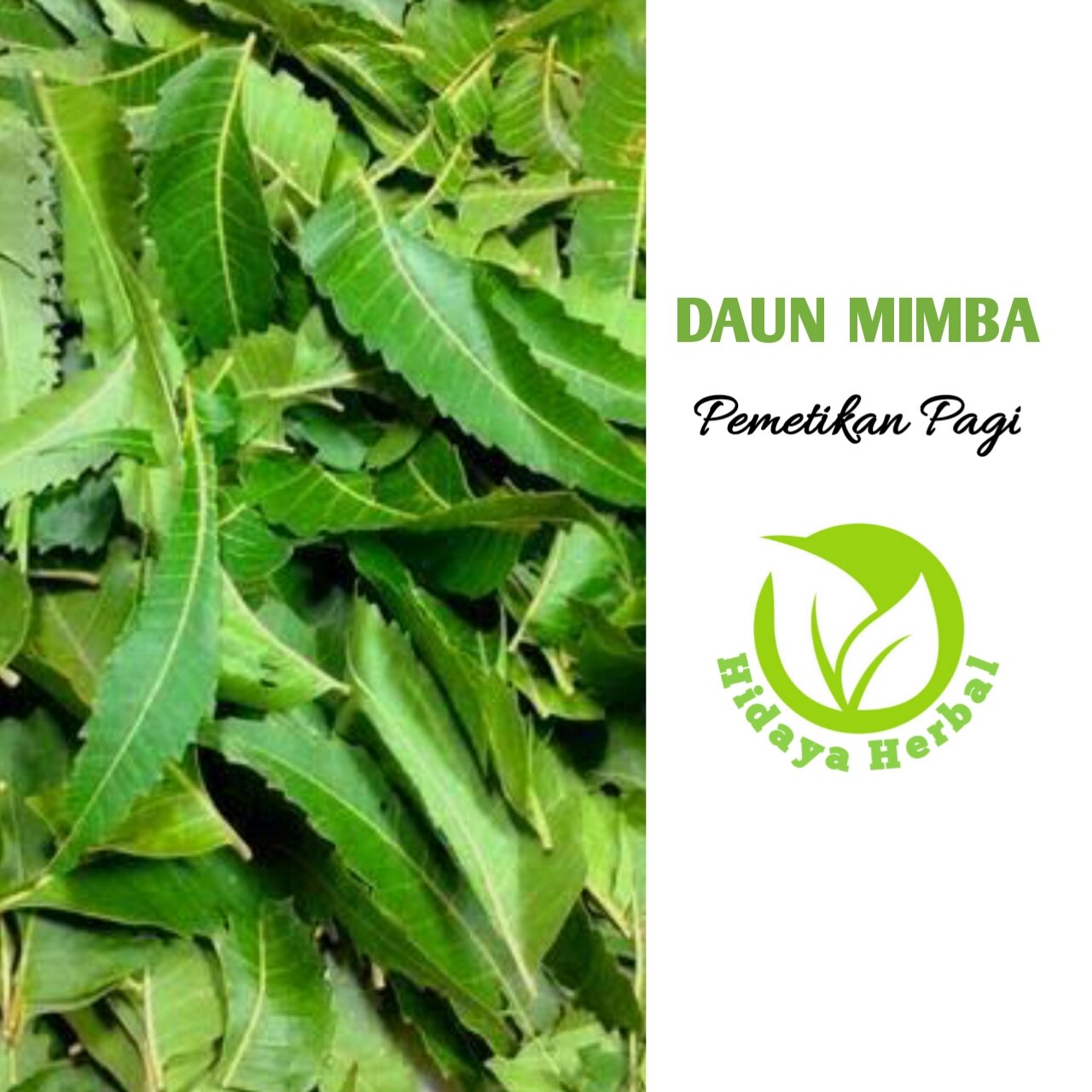 Daun Mimba Segar Untuk Kesehatan ( Obat Gatal-Gatal ) 1kg | Lazada ...