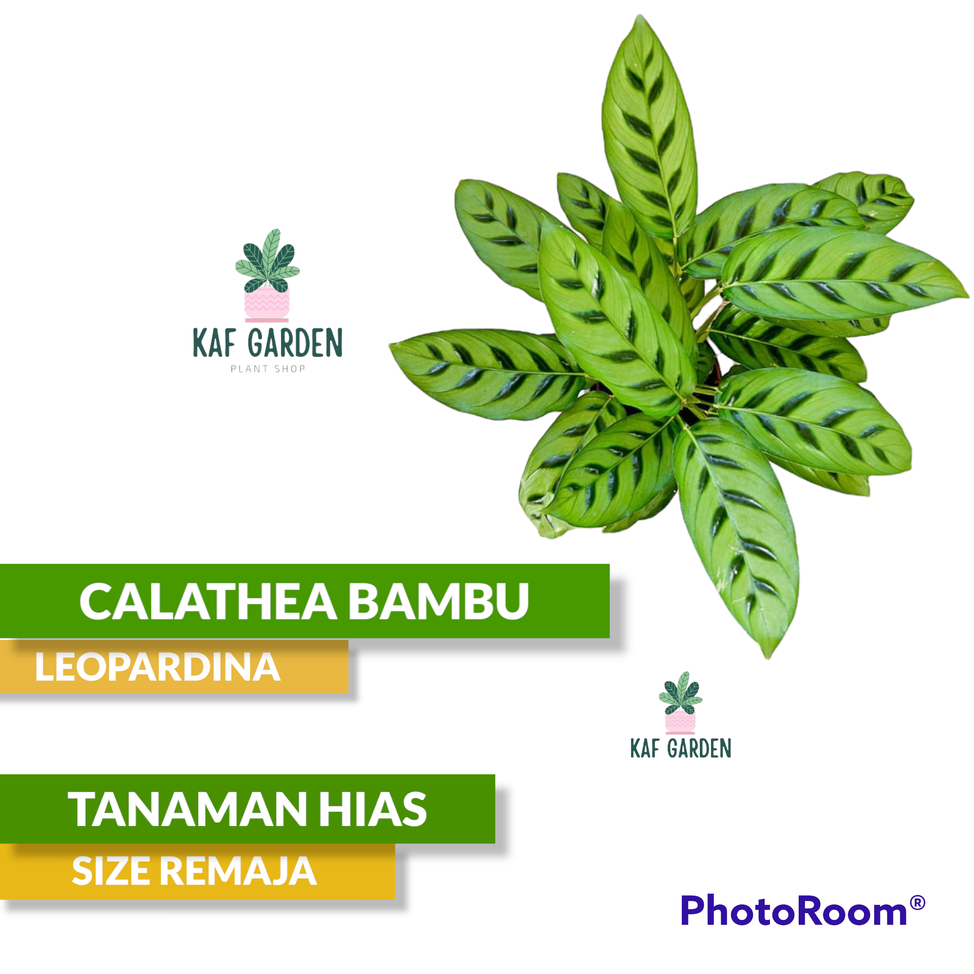Calathea Leopardina Tanaman Hias Calatea Bambu Kalatea Tanaman Hias ...