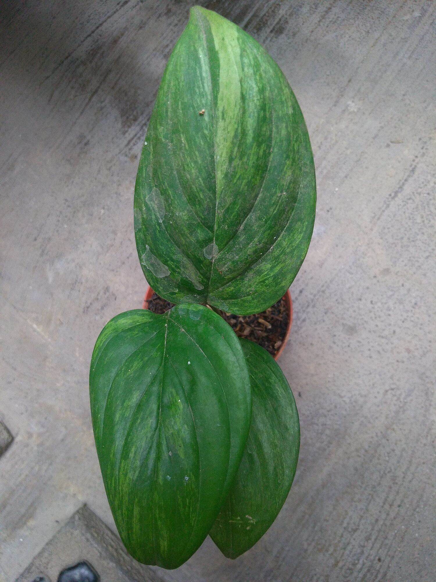 scindapsus perakensis varigata | Lazada Indonesia