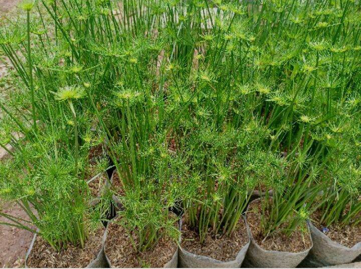 tanaman papirus bambu bunga hijau | Lazada Indonesia
