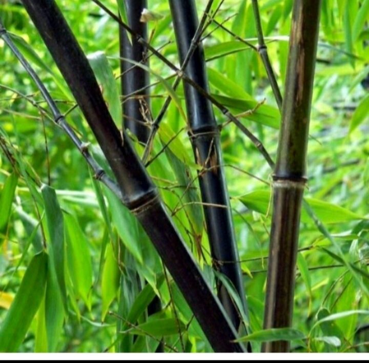 Bambu hitam/bambu Wulung | Lazada Indonesia