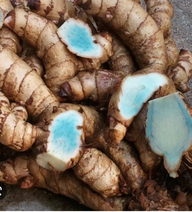 temu hitam untuk jamu tradisional dll | Lazada Indonesia