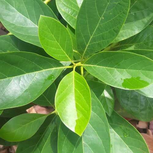 Daun alpukat obat herbal segar/100 lembar | Lazada Indonesia