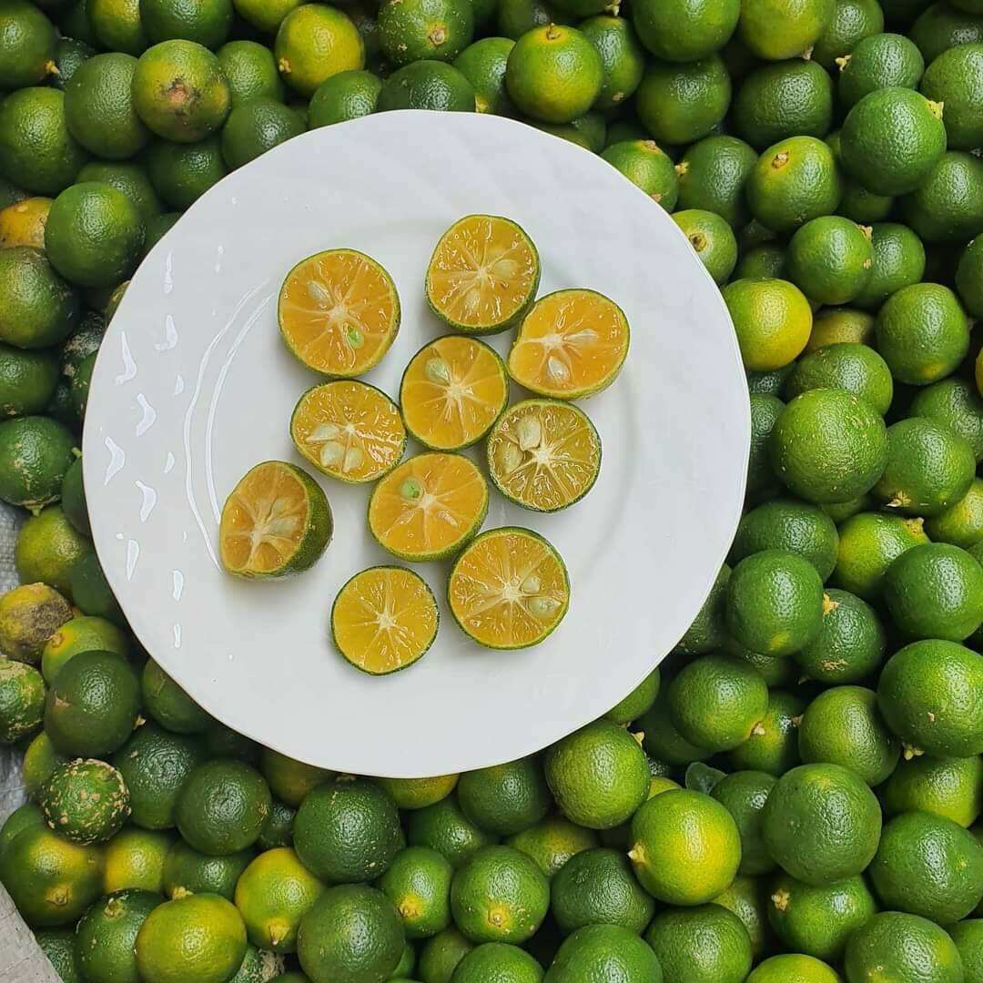 jeruk sonkit/lemon cui/ kasturi/kietna 1kg | Lazada Indonesia