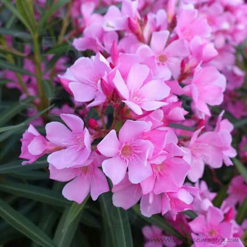 Bunga Oleander Pink / Nerium / Bunga Mentega / Bunga Jepun (Untuk Taman ...