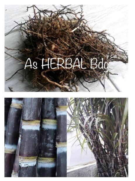 Akar tebu hitam / akar tebu ireng / akar tebu wulung 100 gram segar ...