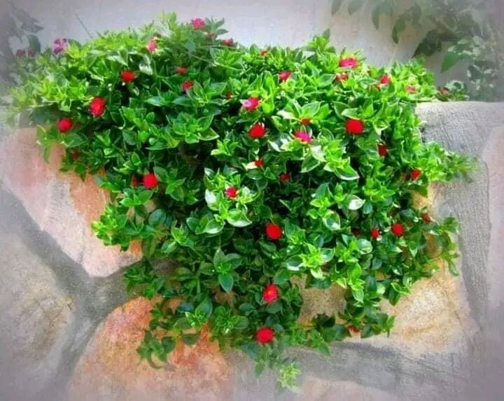 Tanaman Bunga Hias Hidup Aptenia Cordifolia Bunga Merah Bibit Bunga ...